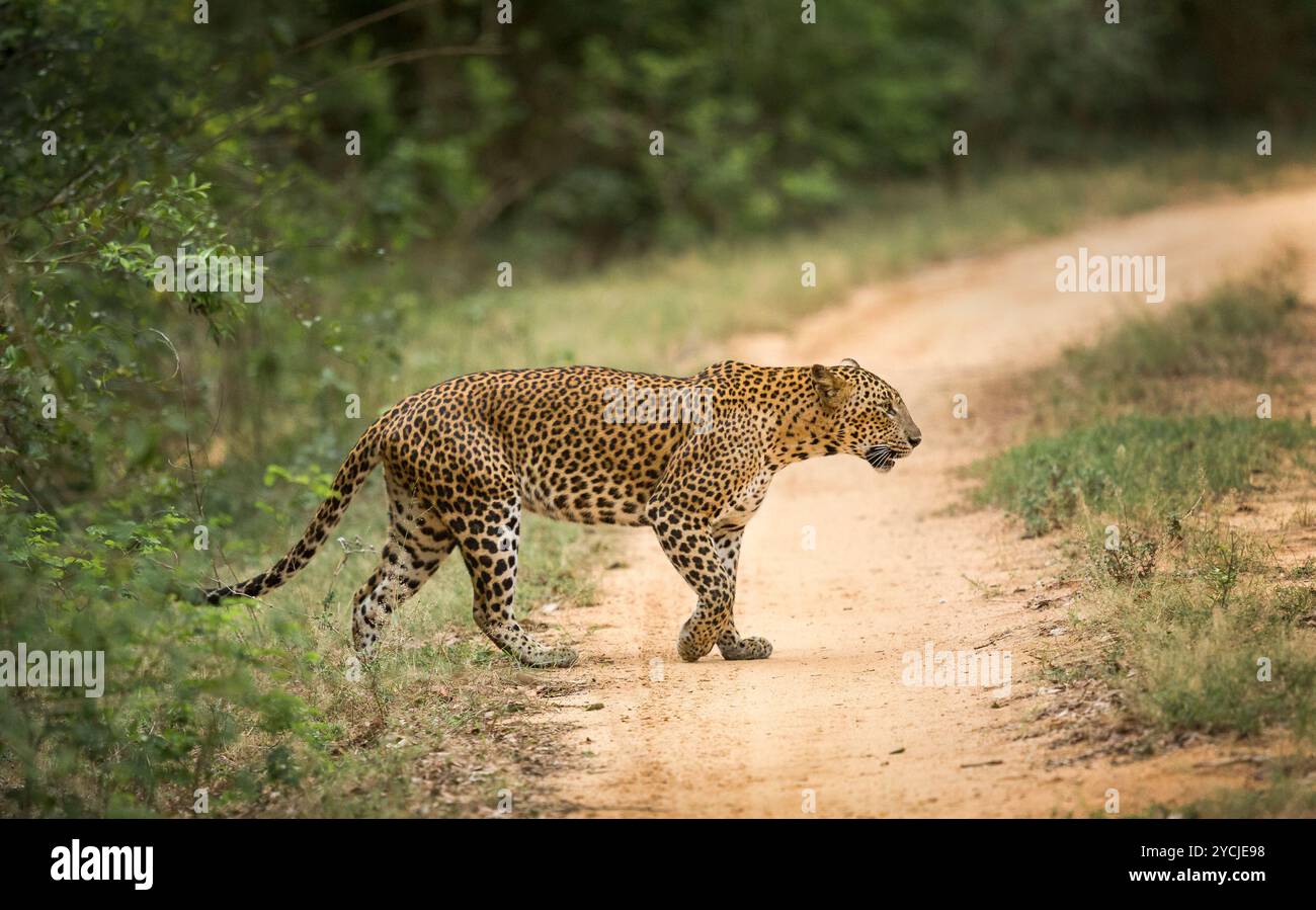 Leopard crossing the road at Yala Stock Photo - Alamy