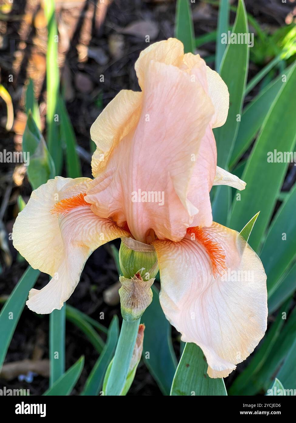 A single blossom of a beautiful peach colored Iris plant . This is an ...