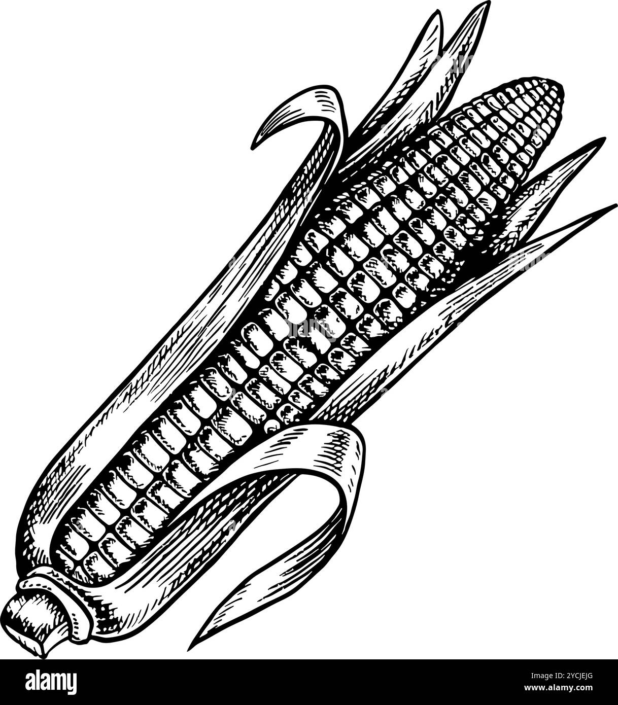 Corn. Vector graphics with the image of a corn cob. Black and white ...