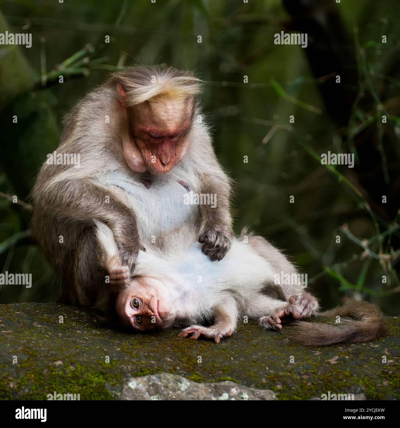 Baby monkey grooming parent hi-res stock photography and images - Alamy