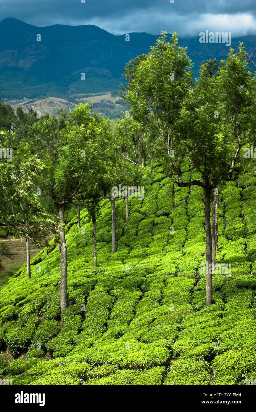 Tea plantation landscape. Munnar, Kerala, India Stock Photo - Alamy