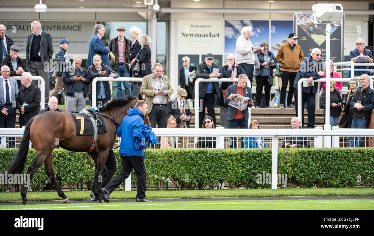 Newmarket, UK. 23rd October, 2024. Tremorgio being walked in the parade ...