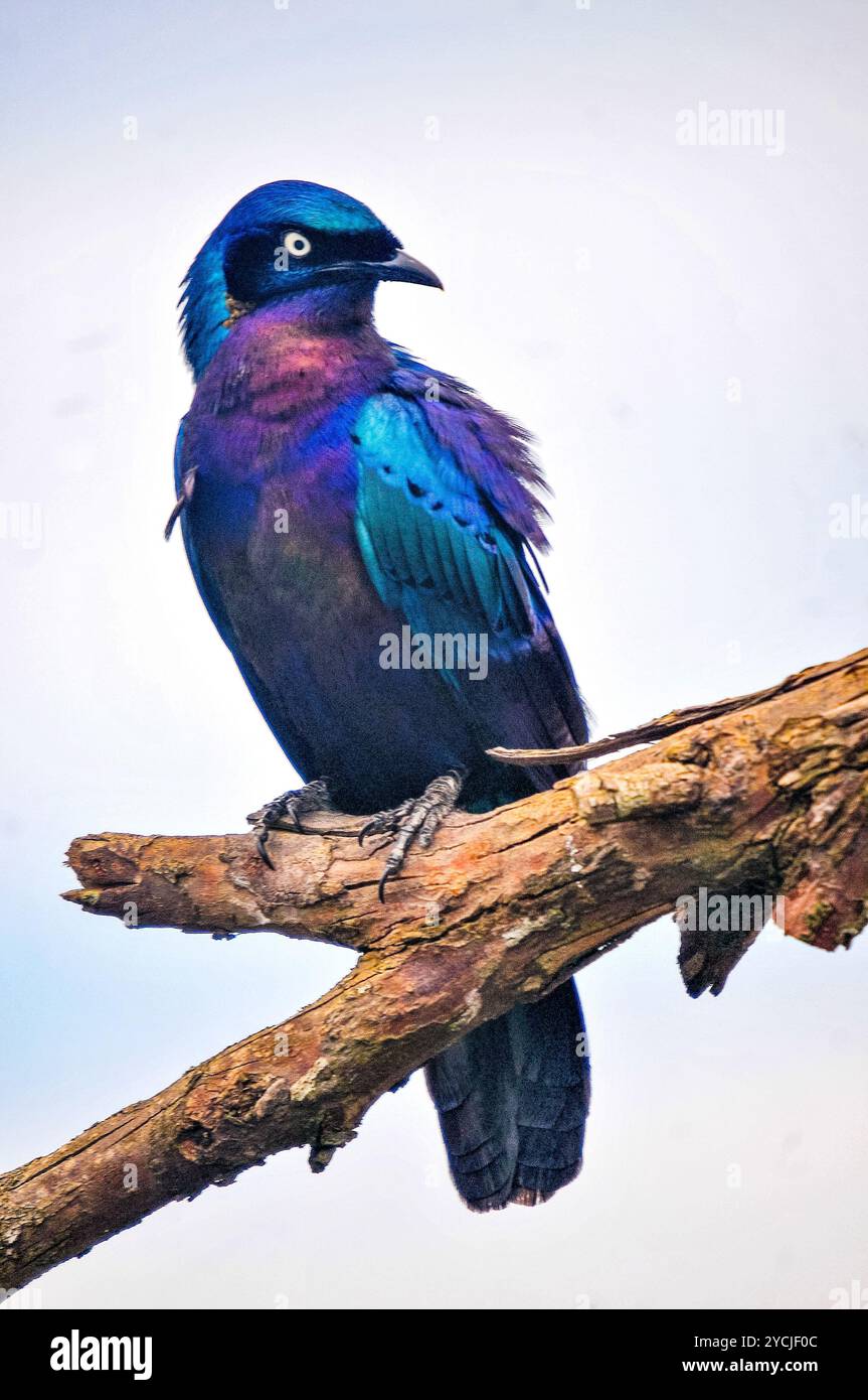 RUPPELLS STARLING ( Lamprotornis purpuropterus) (Ruppells long-tailed ...