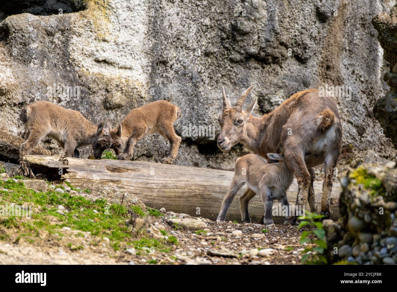 Alpine Capra Ibex mother nursing her young with two other young ...