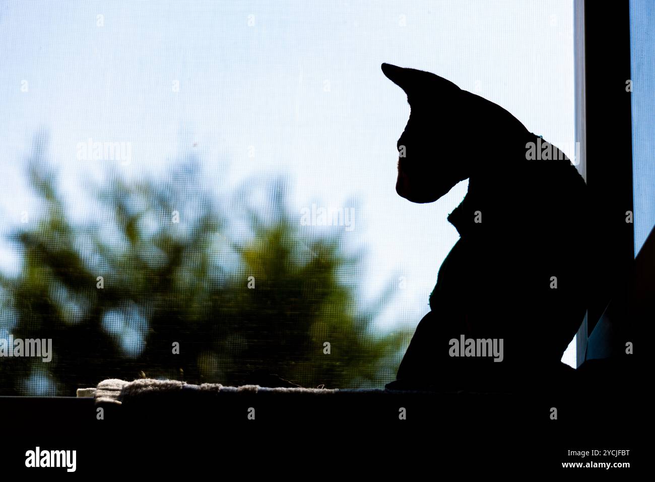 Throught the window hi-res stock photography and images - Alamy