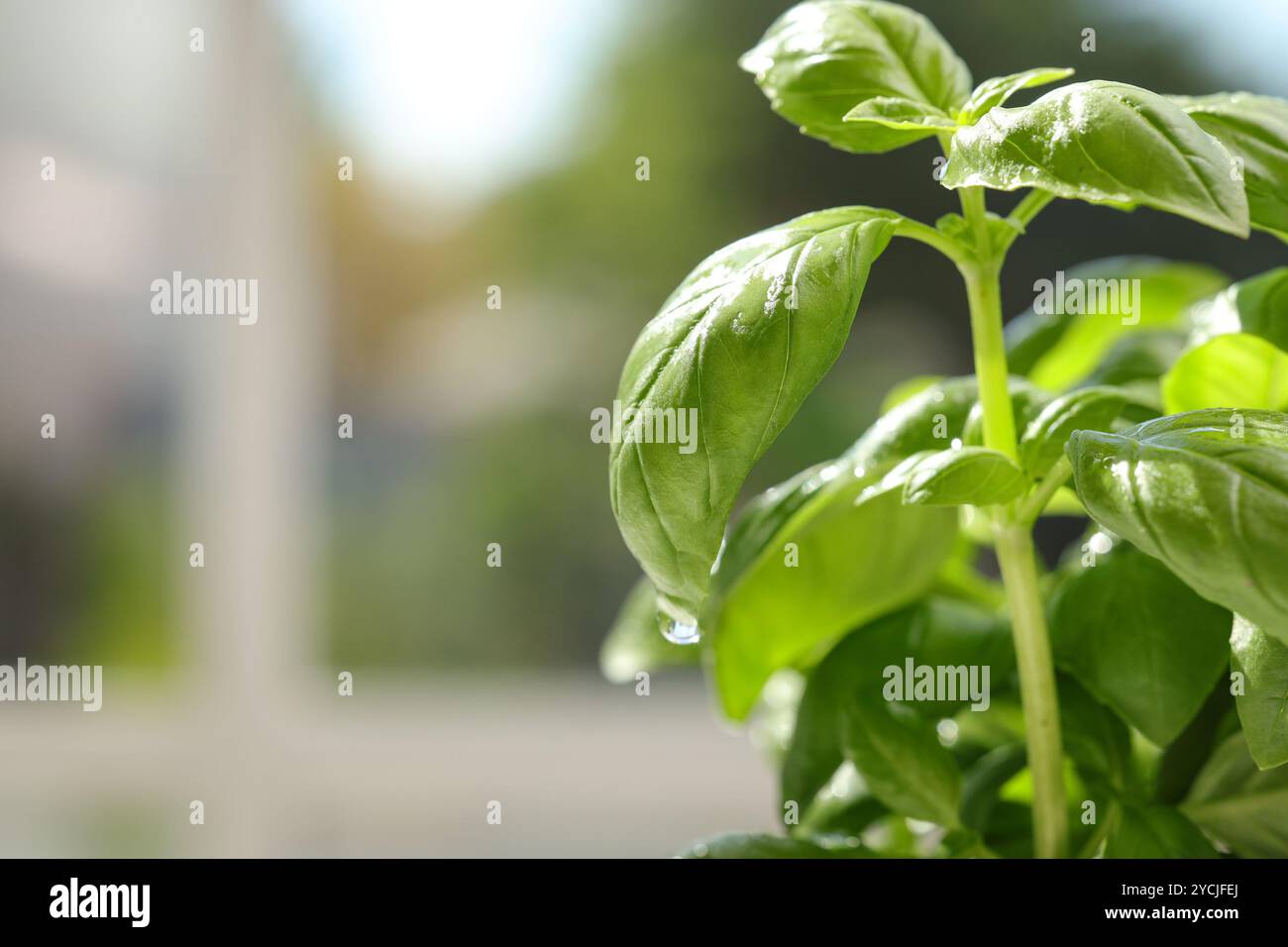 Fresh basil plant, closeup view Stock Photo - Alamy