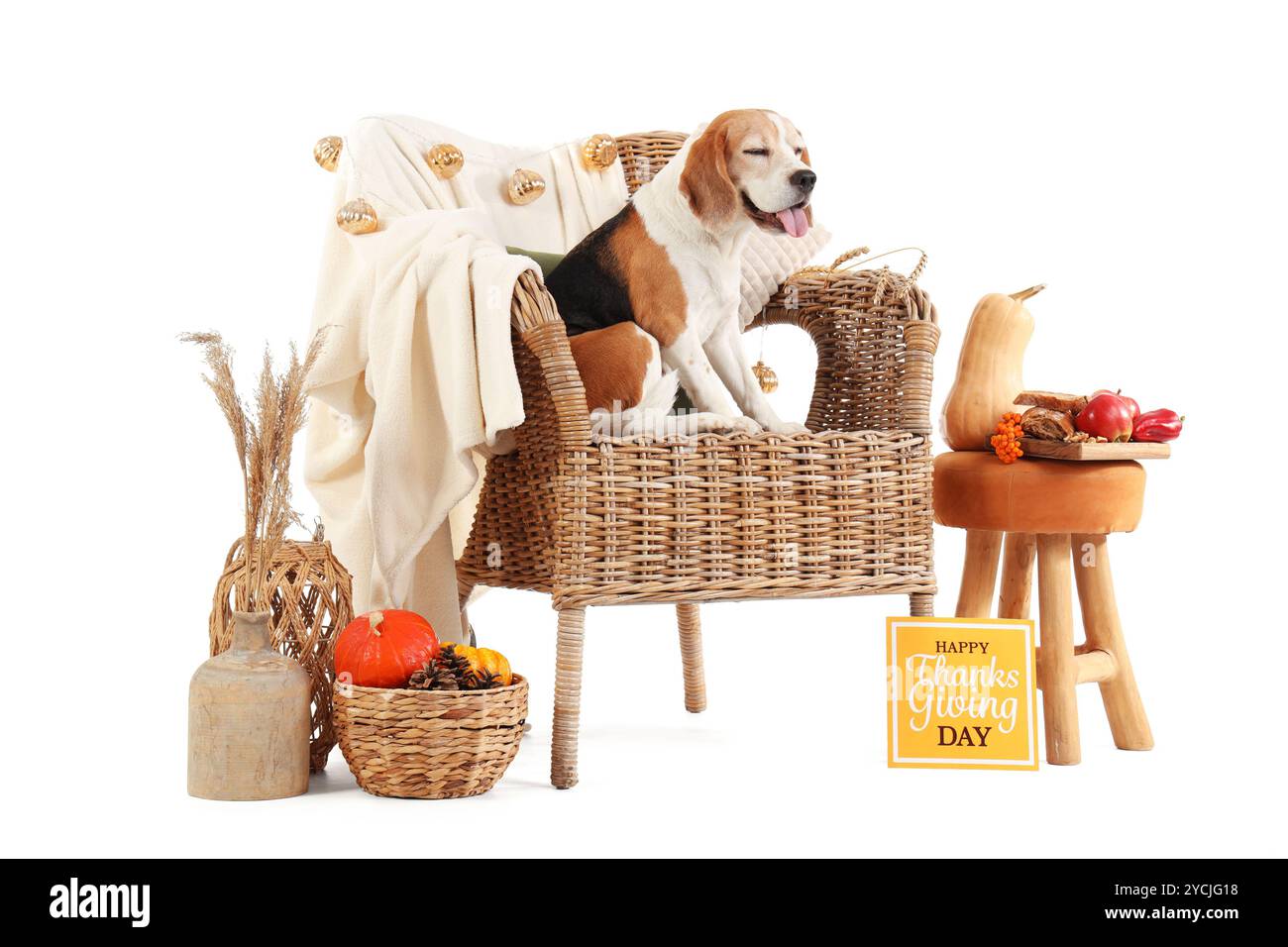 Cute Beagle dog sitting on wicker armchair with pumpkins and greeting ...