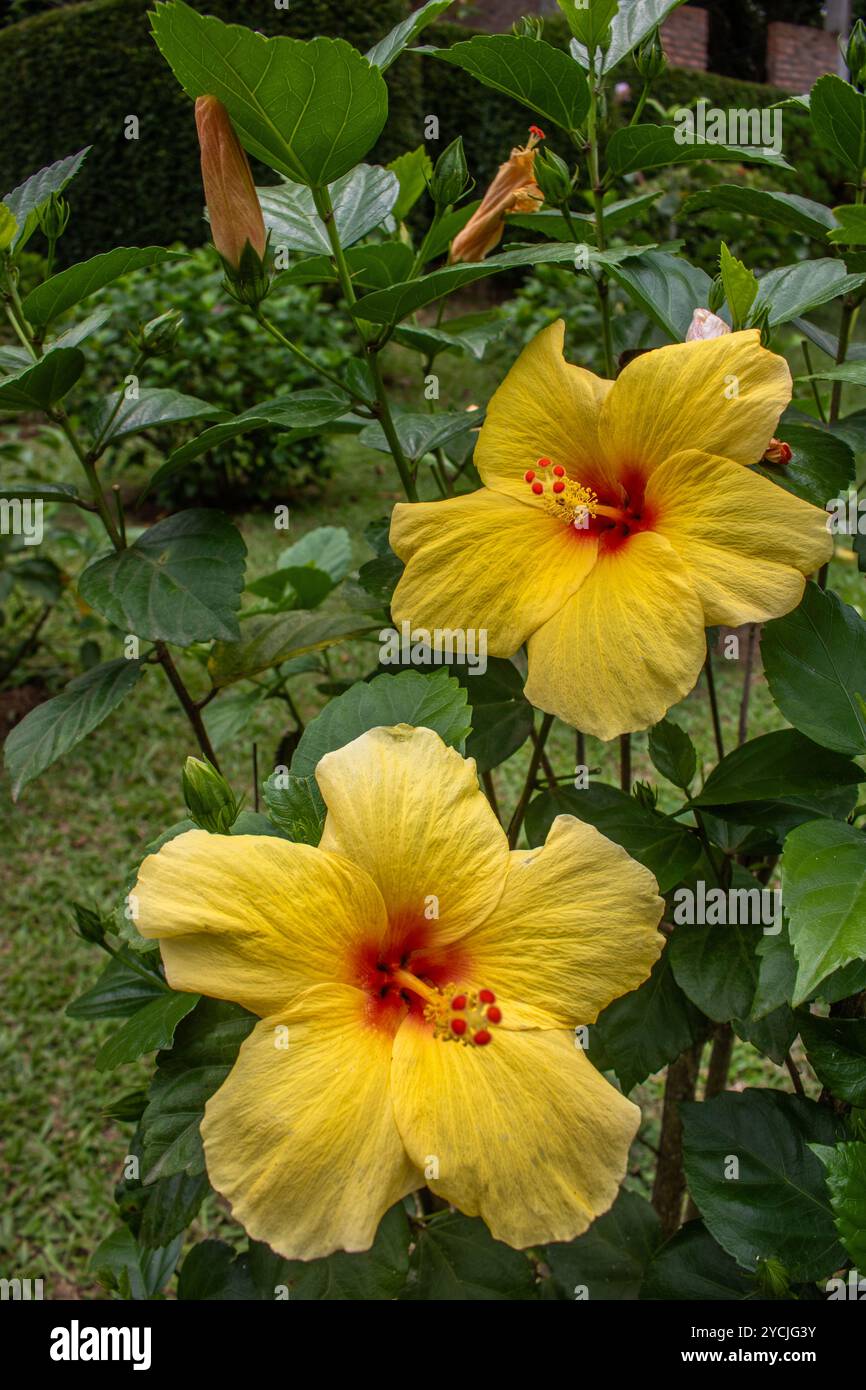 Landscape photography in the fertile highlands of the subtropical ...