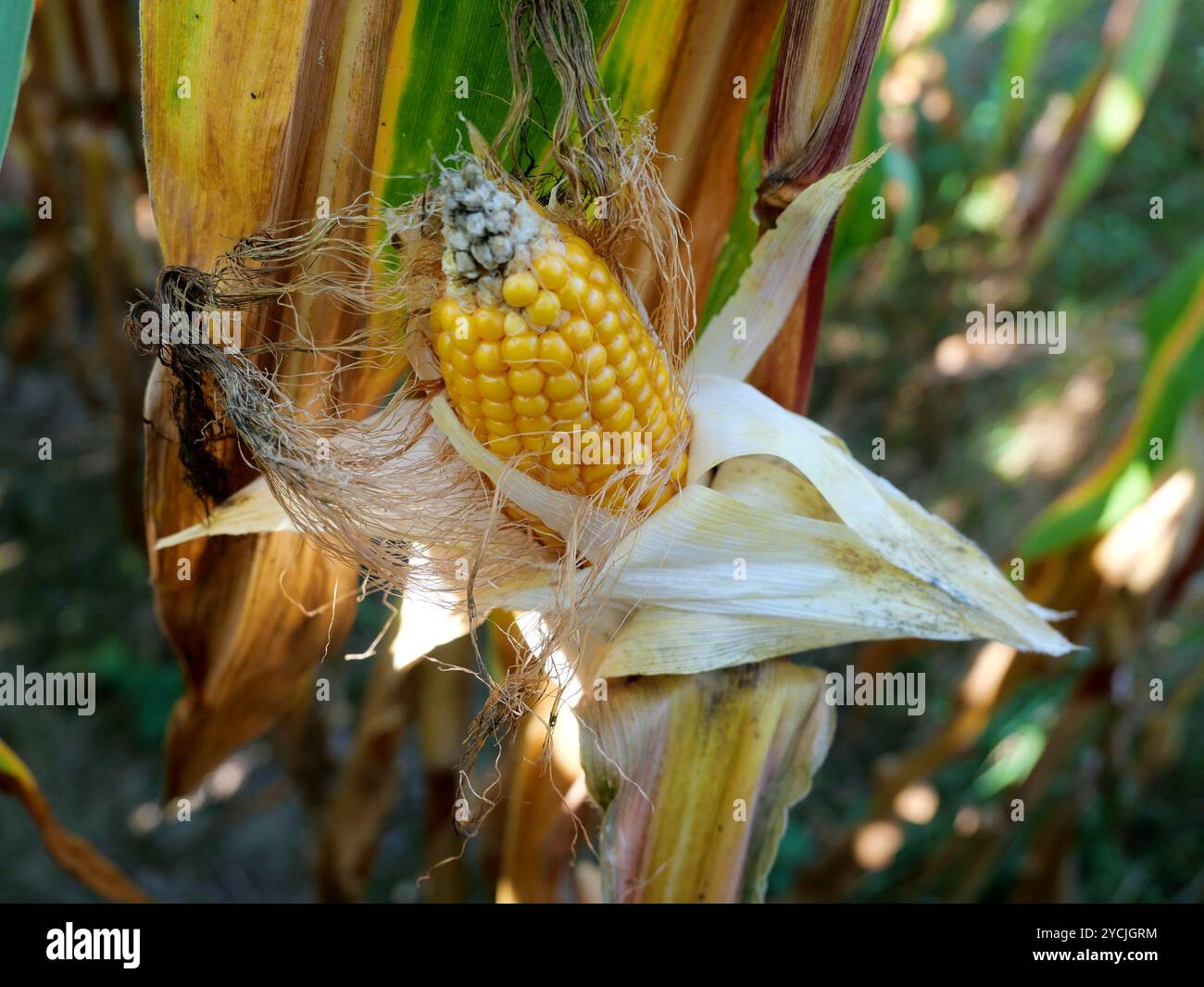 The cornfield is nearing harvest. On the island of Rügen, a significant ...