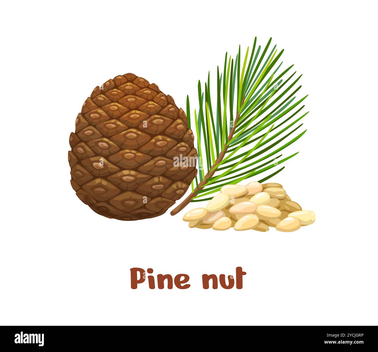 Fresh raw pine nuts Stock Vector Images - Alamy
