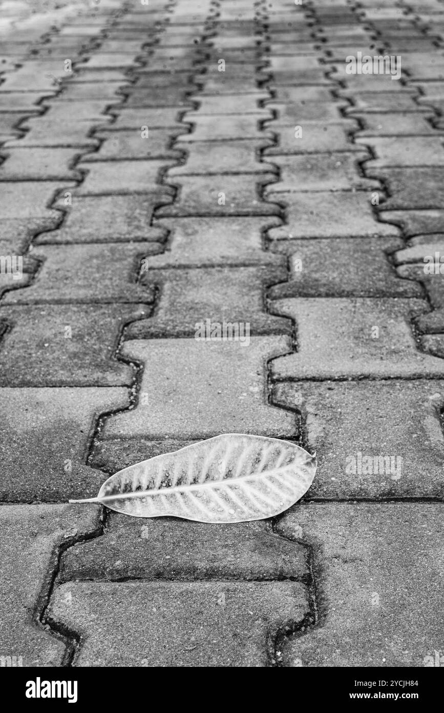 Pavers pattern Black and White Stock Photos & Images - Alamy