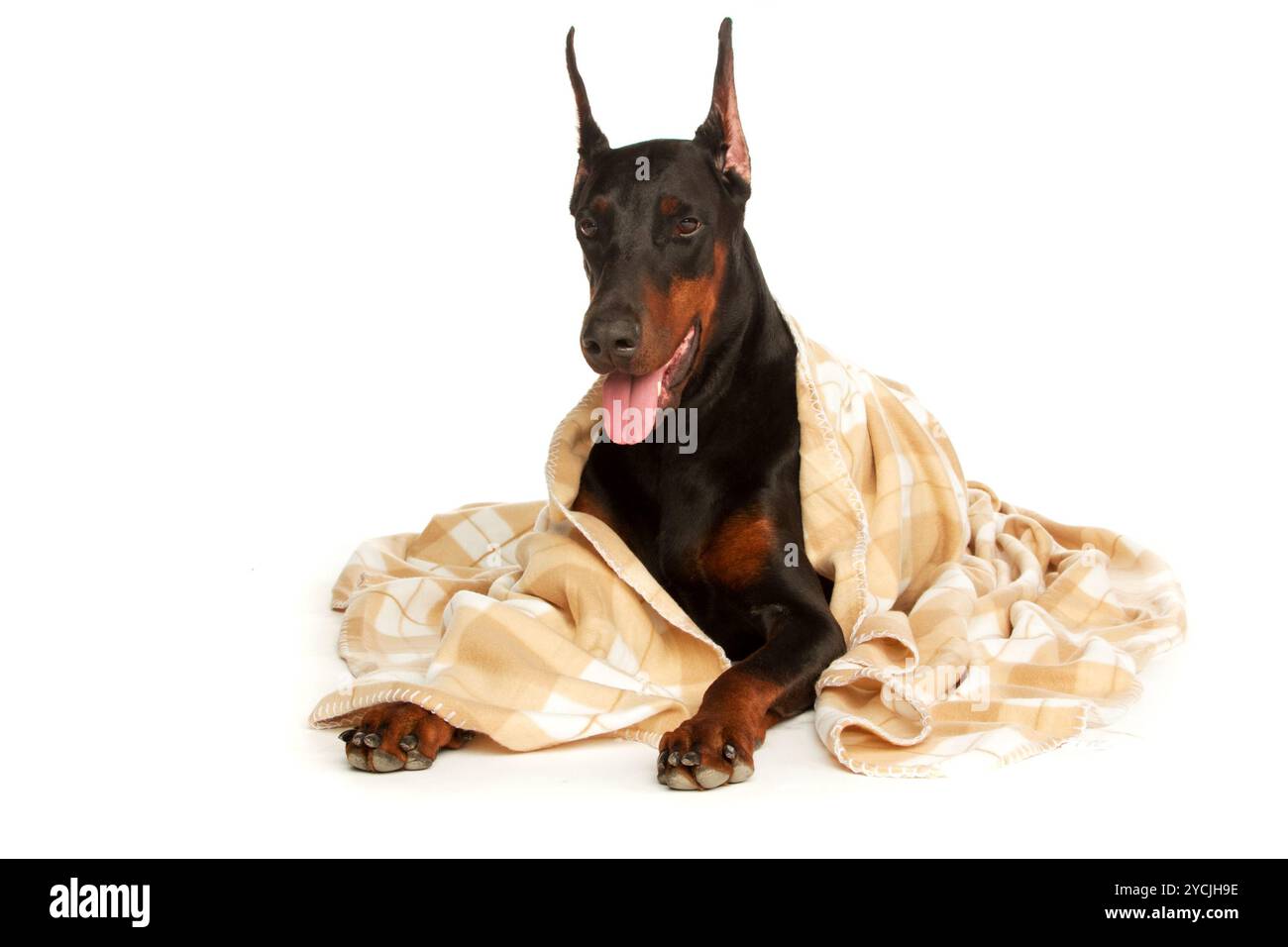 Very sick dog under a blanket, isolated on white Stock Photo - Alamy