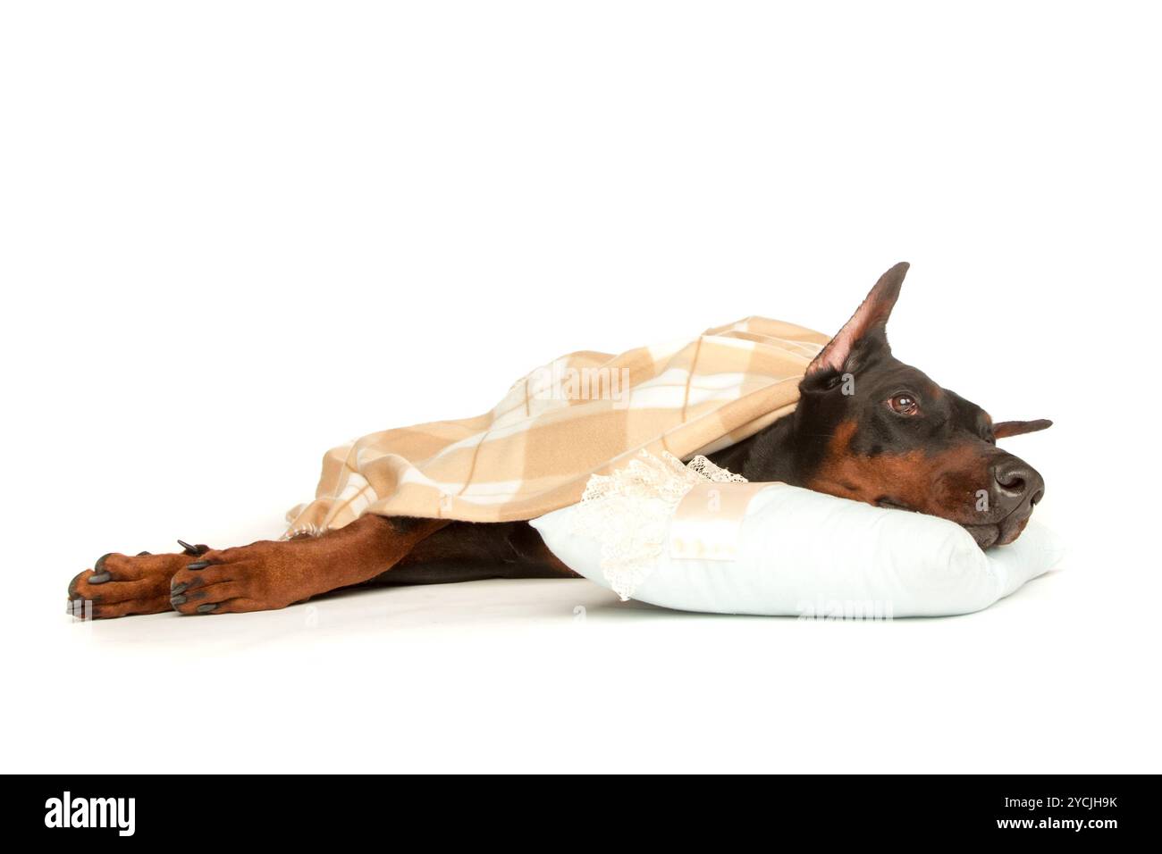 Very sick dog under a blanket, isolated on white Stock Photo - Alamy