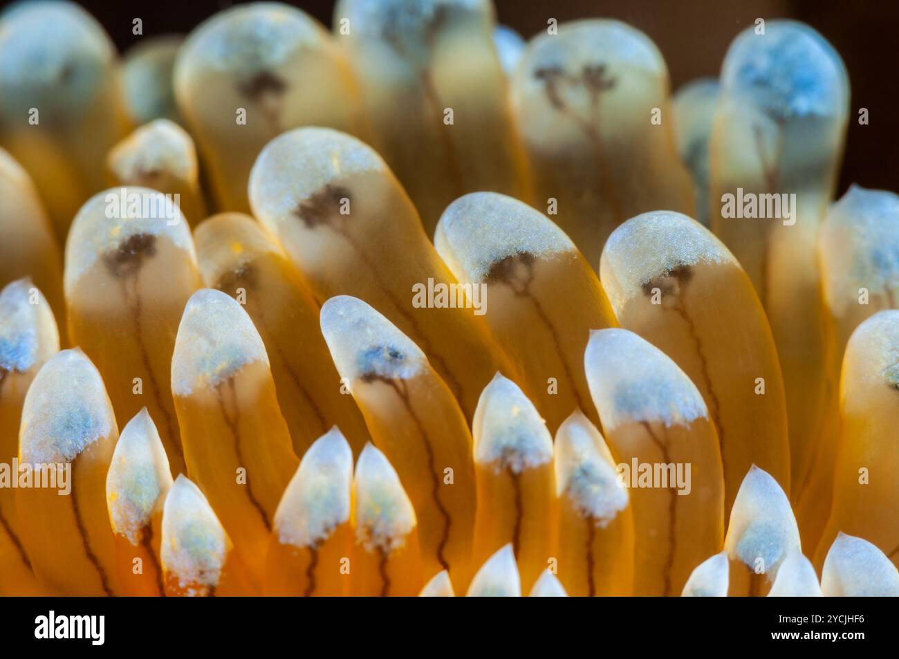 cnidosacs detail, close-up view, crested aeolis, Antiopella cristata ...