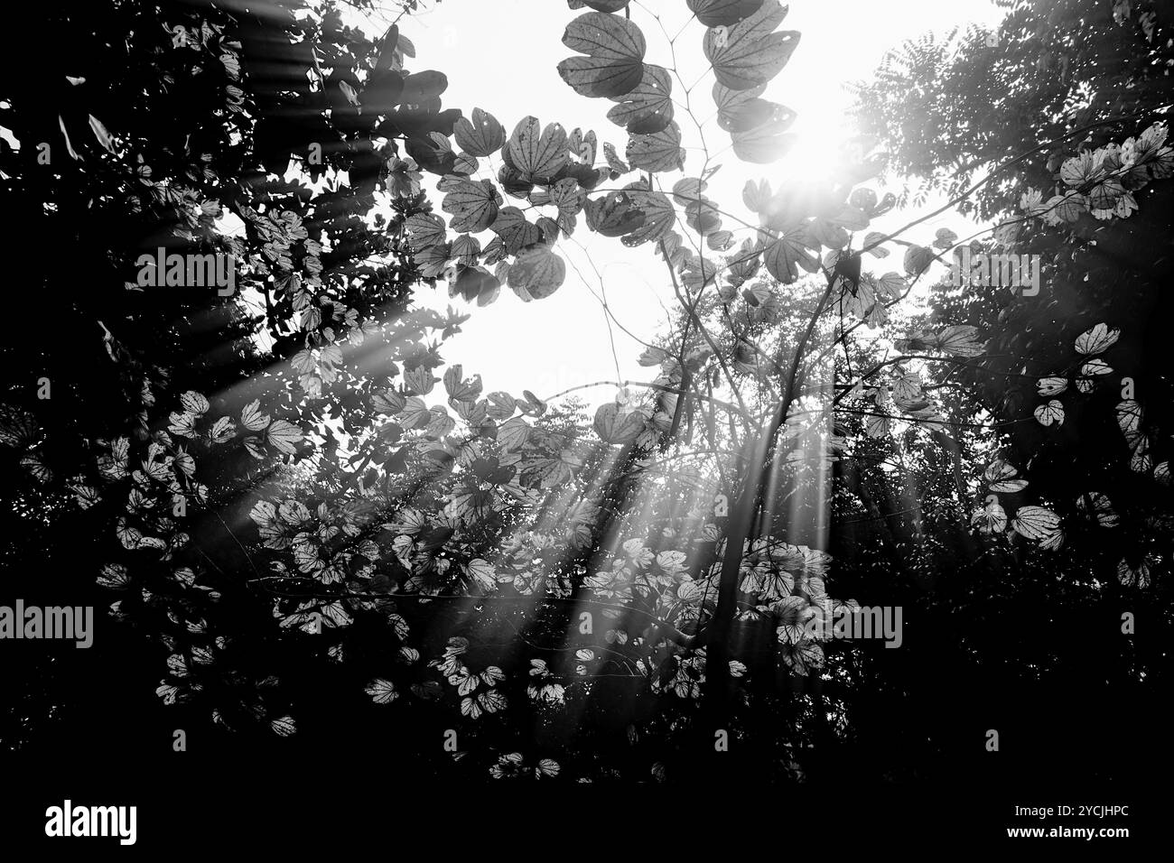 Bright Sun rays coming out through leaves, nature black and white image ...