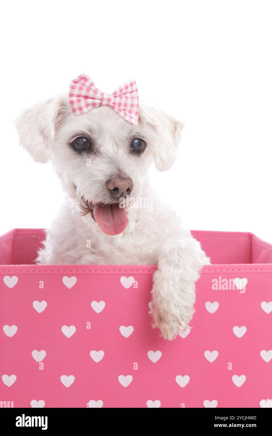 Dog love heart hi-res stock photography and images - Alamy