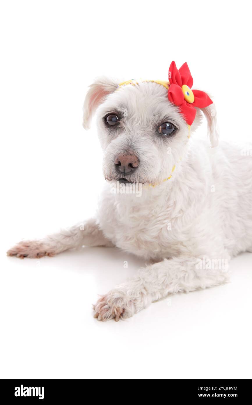 Small dog lying down hi-res stock photography and images - Alamy