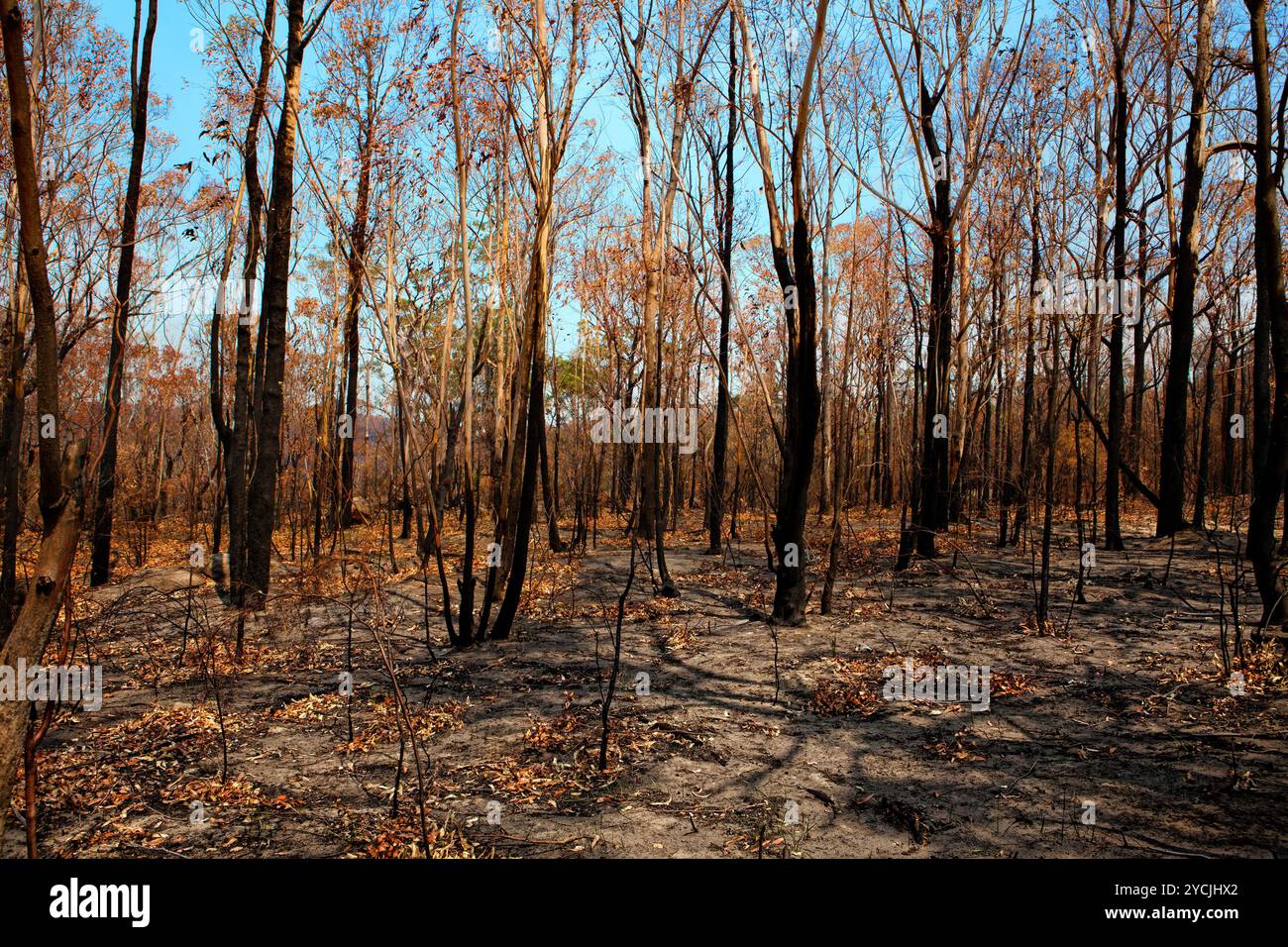 Blackened trees and bushland after bushfire Stock Photo - Alamy