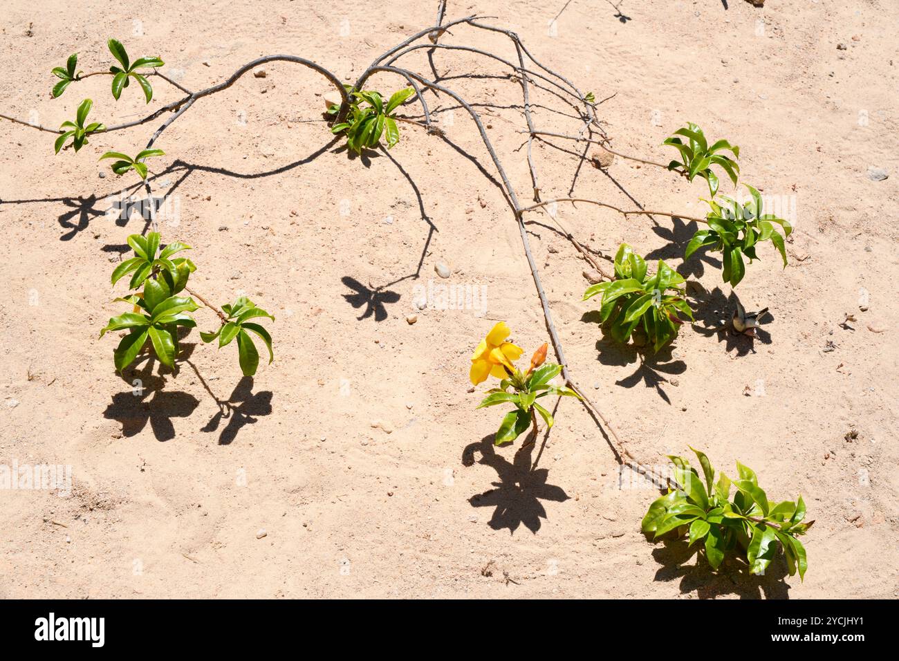 Golden trumpet (Allamanda cathartica) is a shrub native to Brazil Stock ...