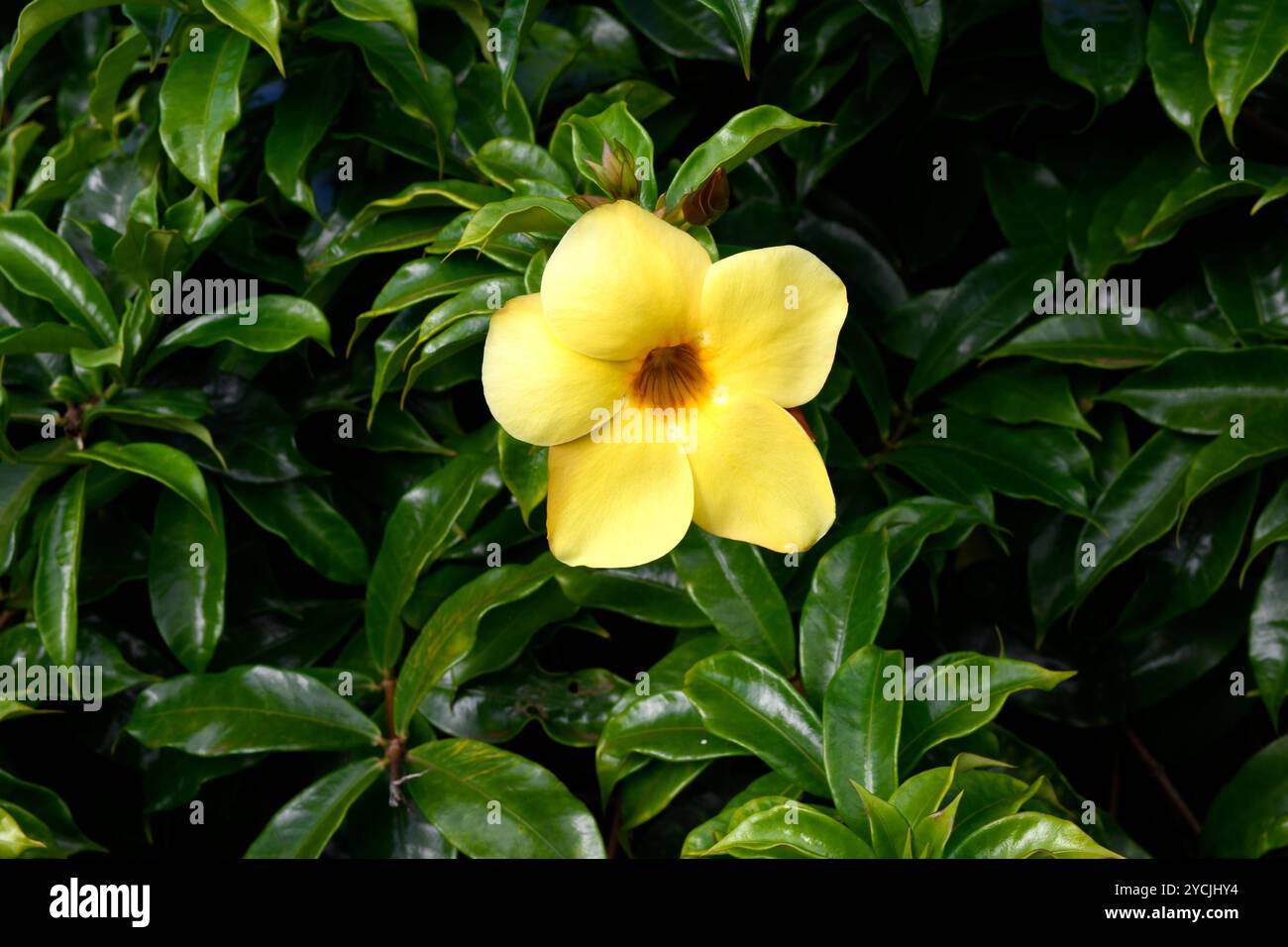 Golden trumpet (Allamanda cathartica) is a shrub native to Brazil Stock ...