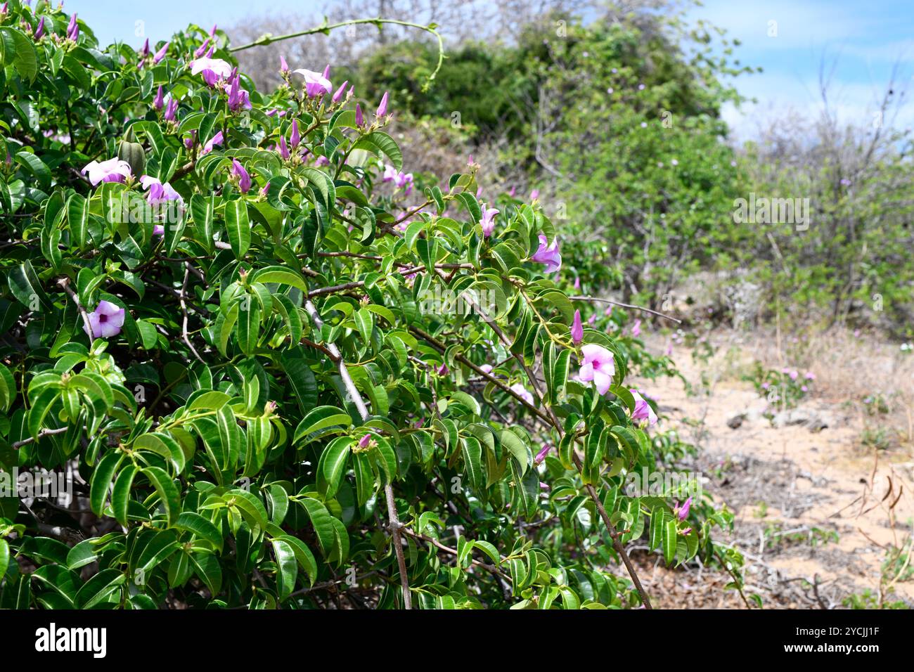 Purple rubber vine hi-res stock photography and images - Alamy