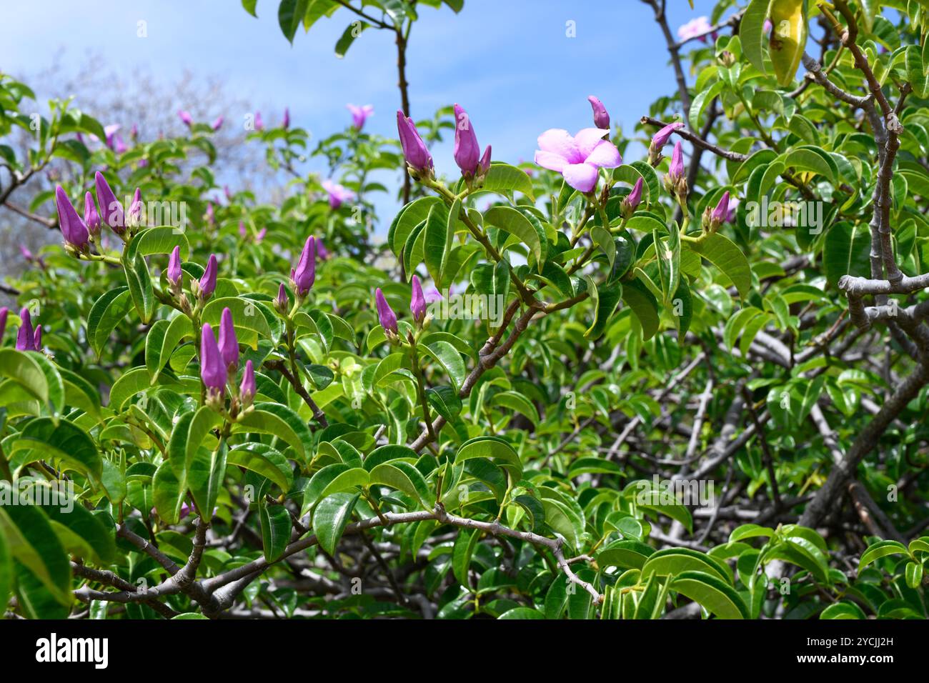 Purple rubber vine hi-res stock photography and images - Alamy