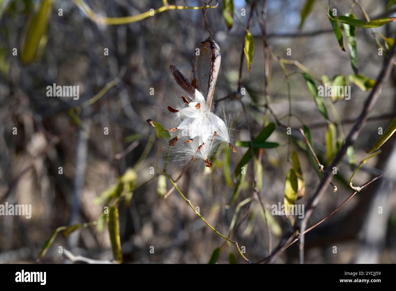 Leptadenia madagascariensis is a medicinal climbing liana native to ...