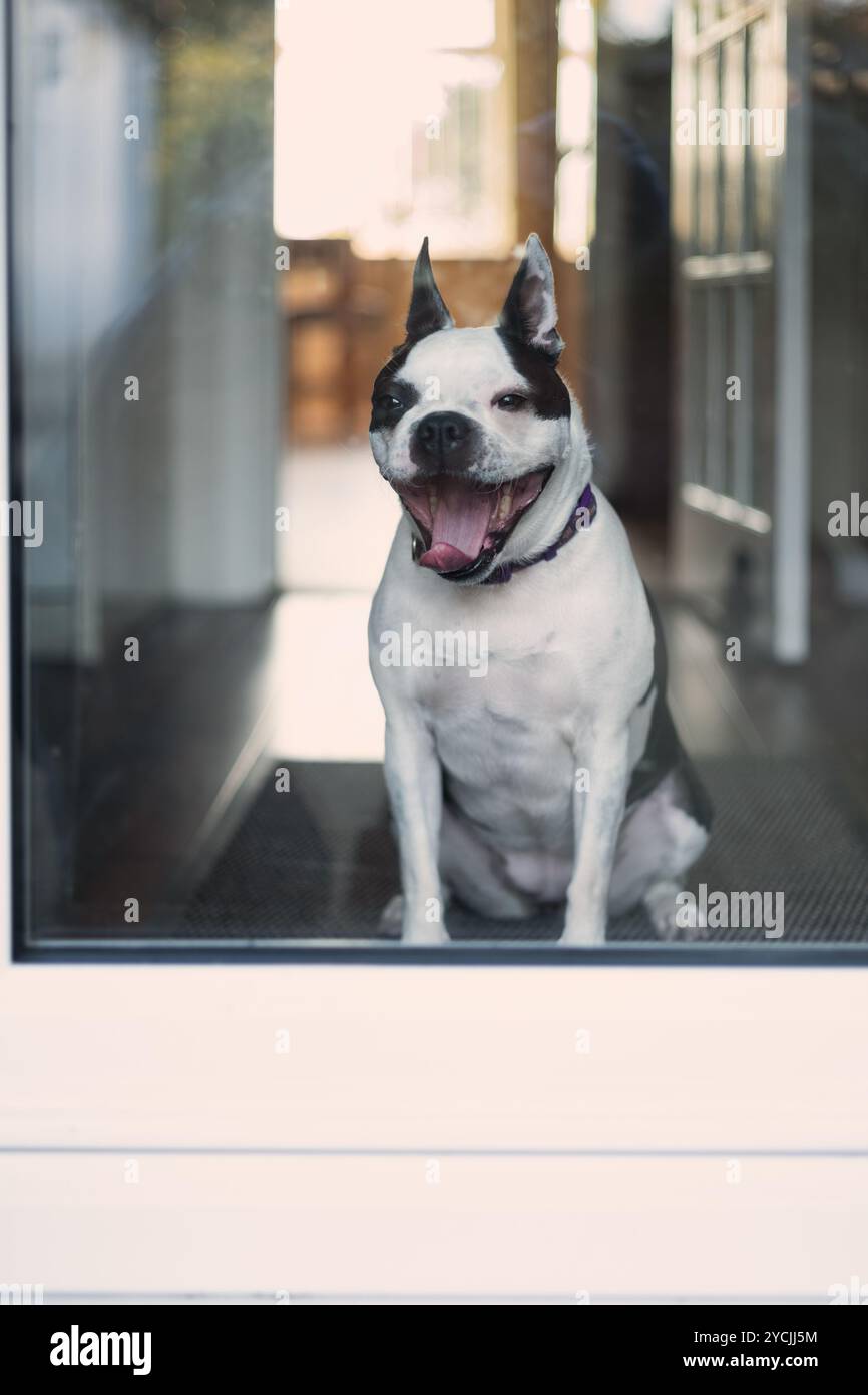 Boston Terrier dog sitting behind the glass part of a back door to a ...