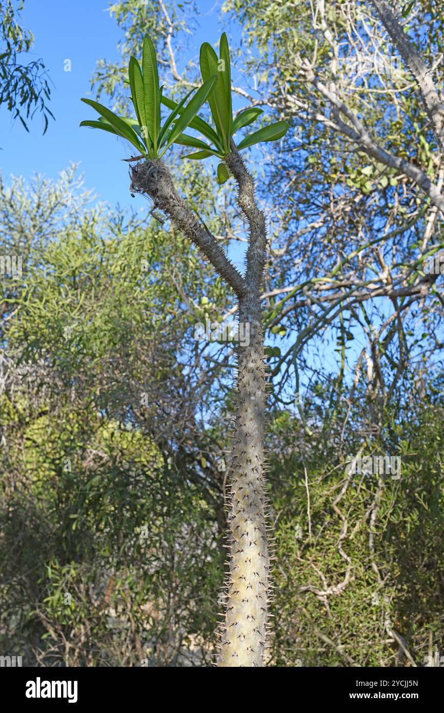Madagascar palm (Pachypodium lamerei) is a deciduous tree native to ...