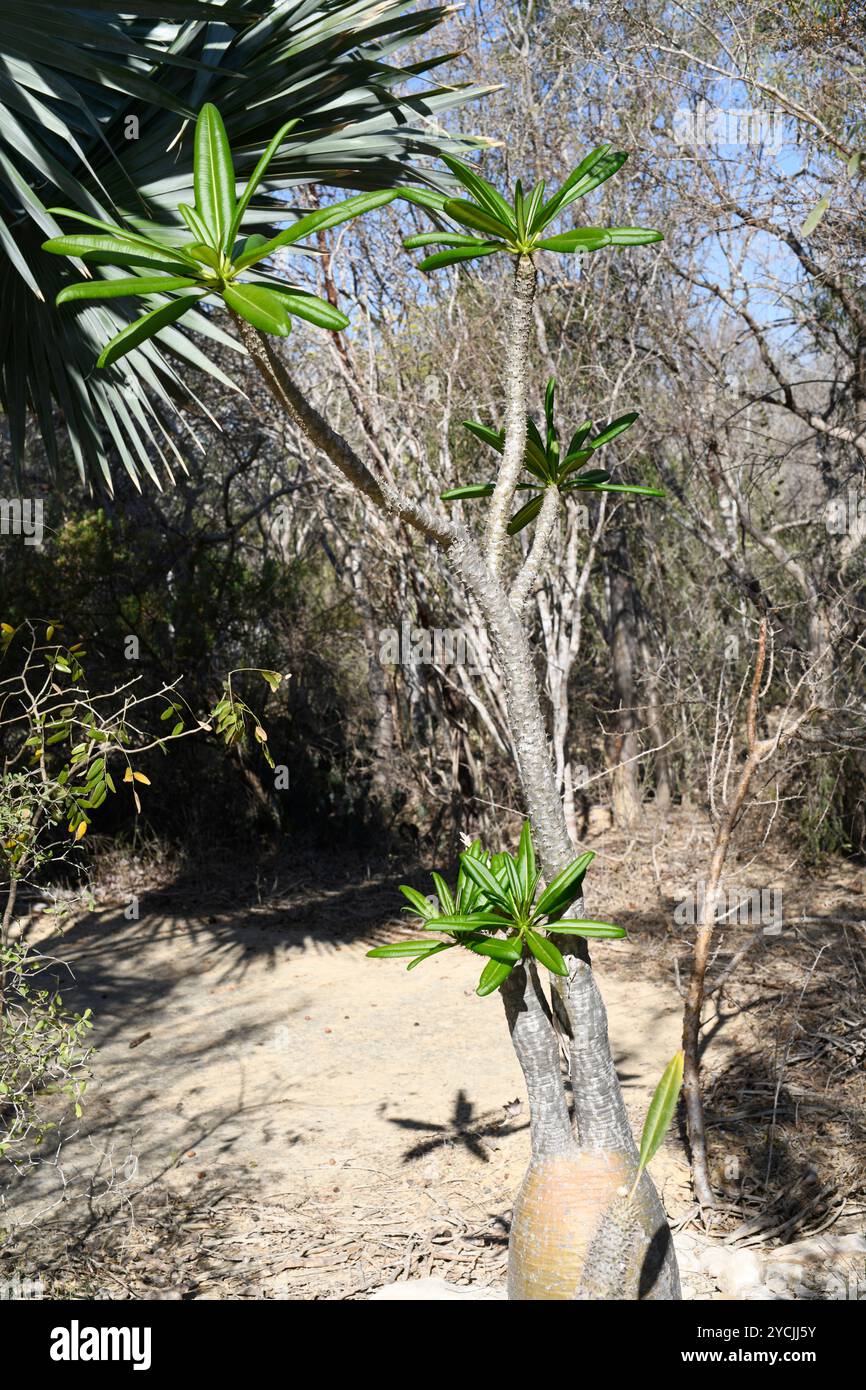Madagascar palm (Pachypodium lamerei) is a deciduous tree native to ...