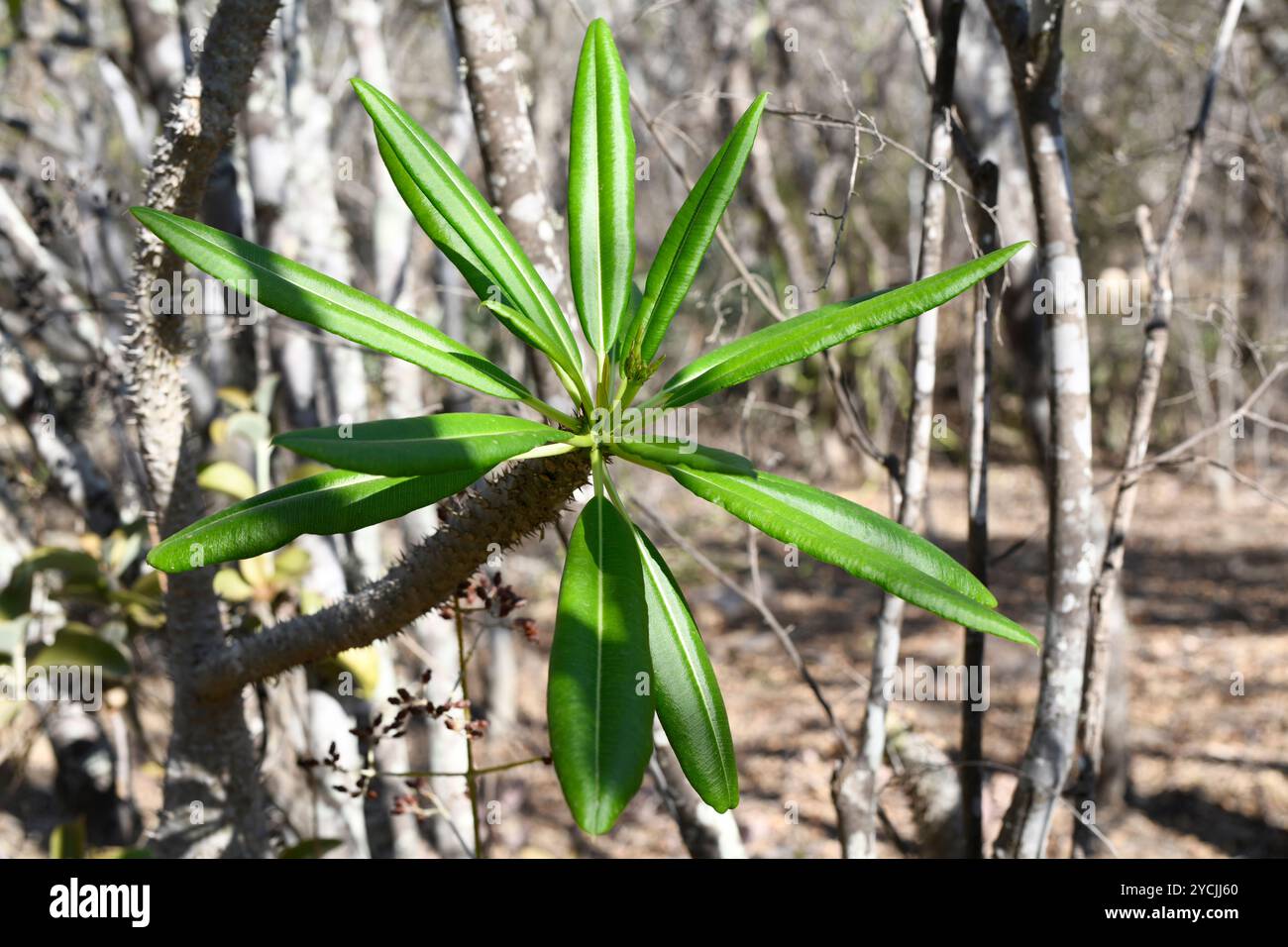 Madagascar palm (Pachypodium lamerei) is a deciduous tree native to ...