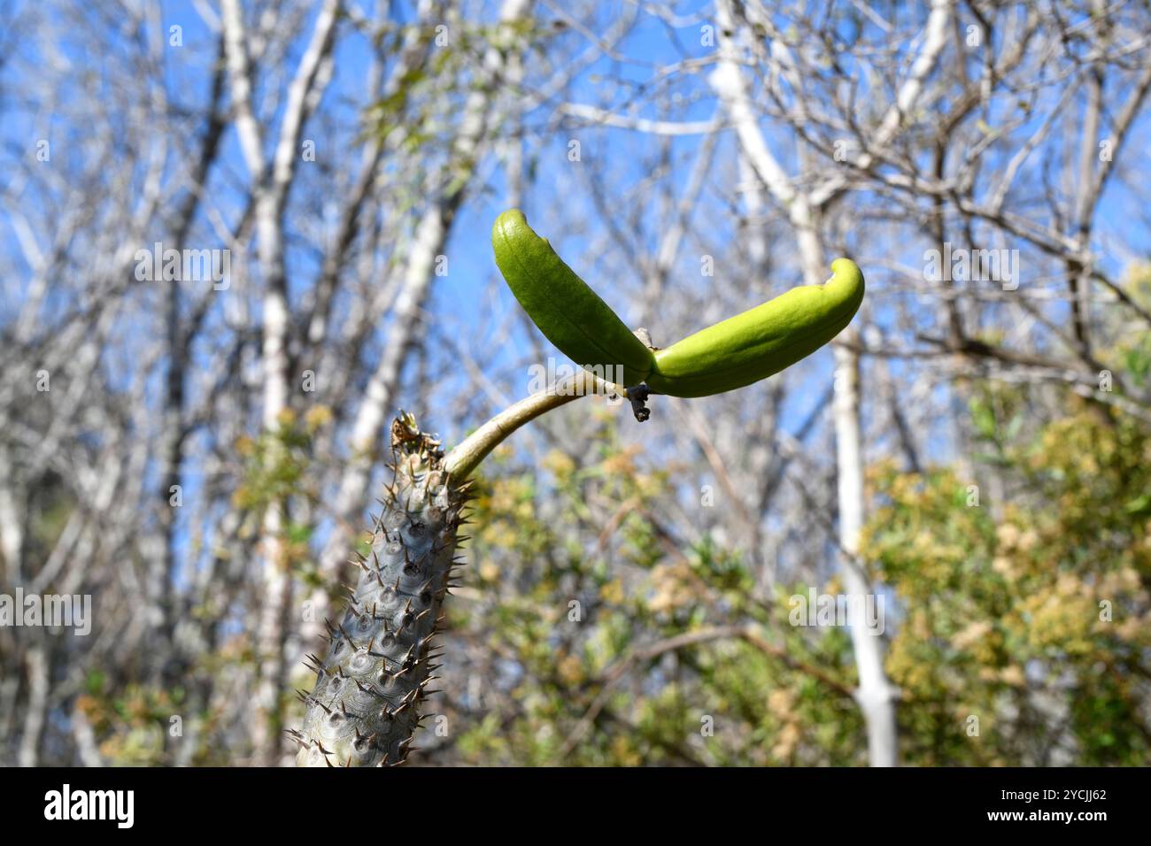 Madagascar palm (Pachypodium lamerei) is a deciduous tree native to ...