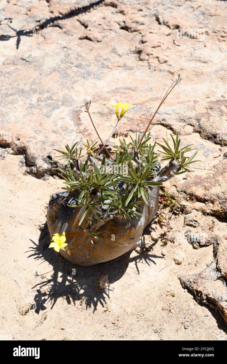 Elefant's foot plant (Pachypodium rosulatum) is a deciduous shrub ...