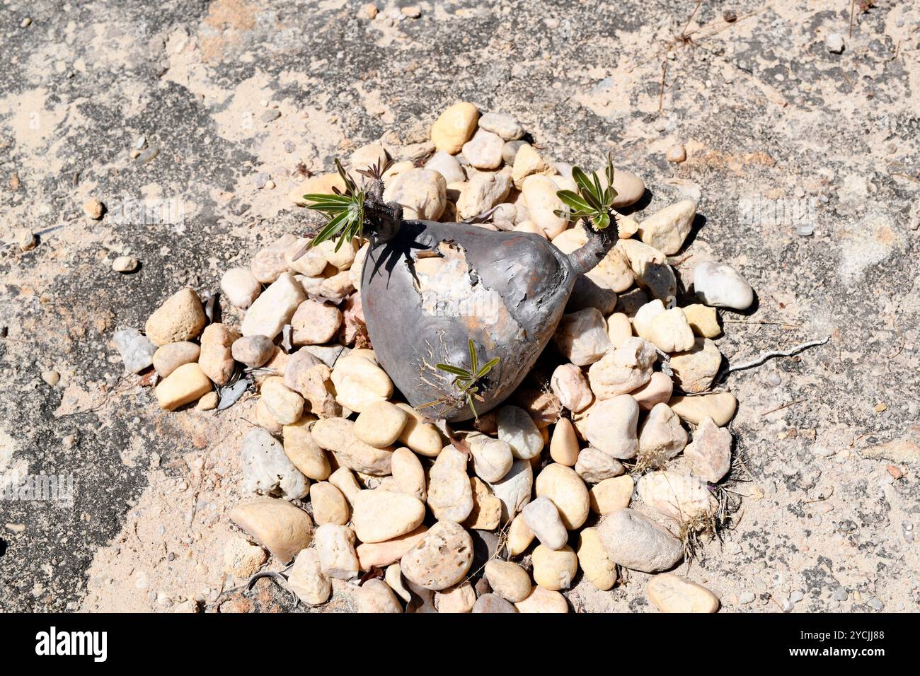 Elefants foot plant hi-res stock photography and images - Alamy