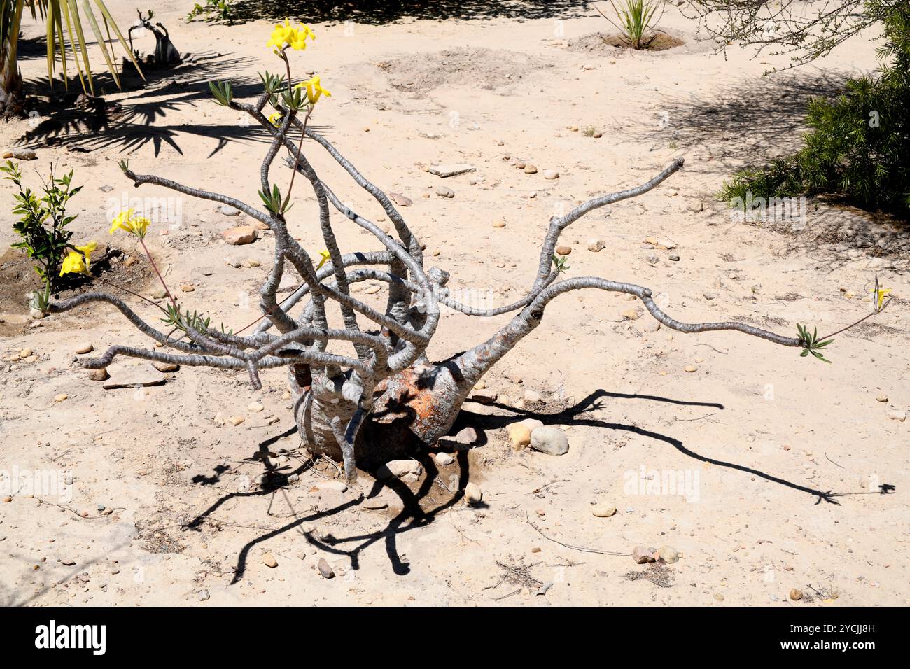 Elefant's foot plant (Pachypodium rosulatum) is a deciduous shrub ...