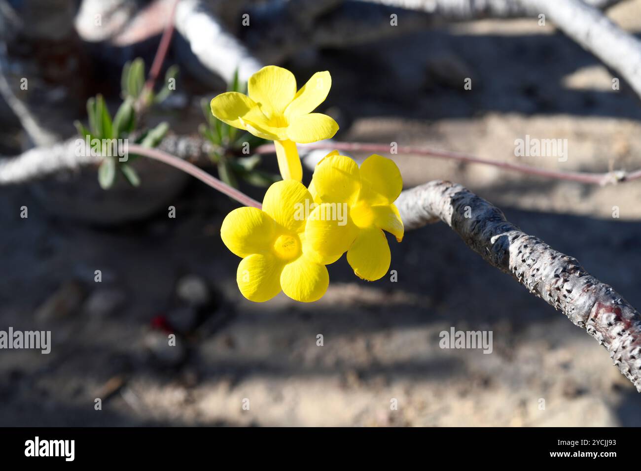 Elefant's foot plant (Pachypodium rosulatum) is a deciduous shrub ...