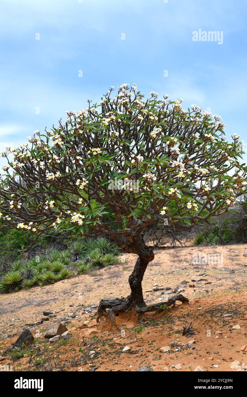 Frangipani shrub tree in hi-res stock photography and images - Alamy