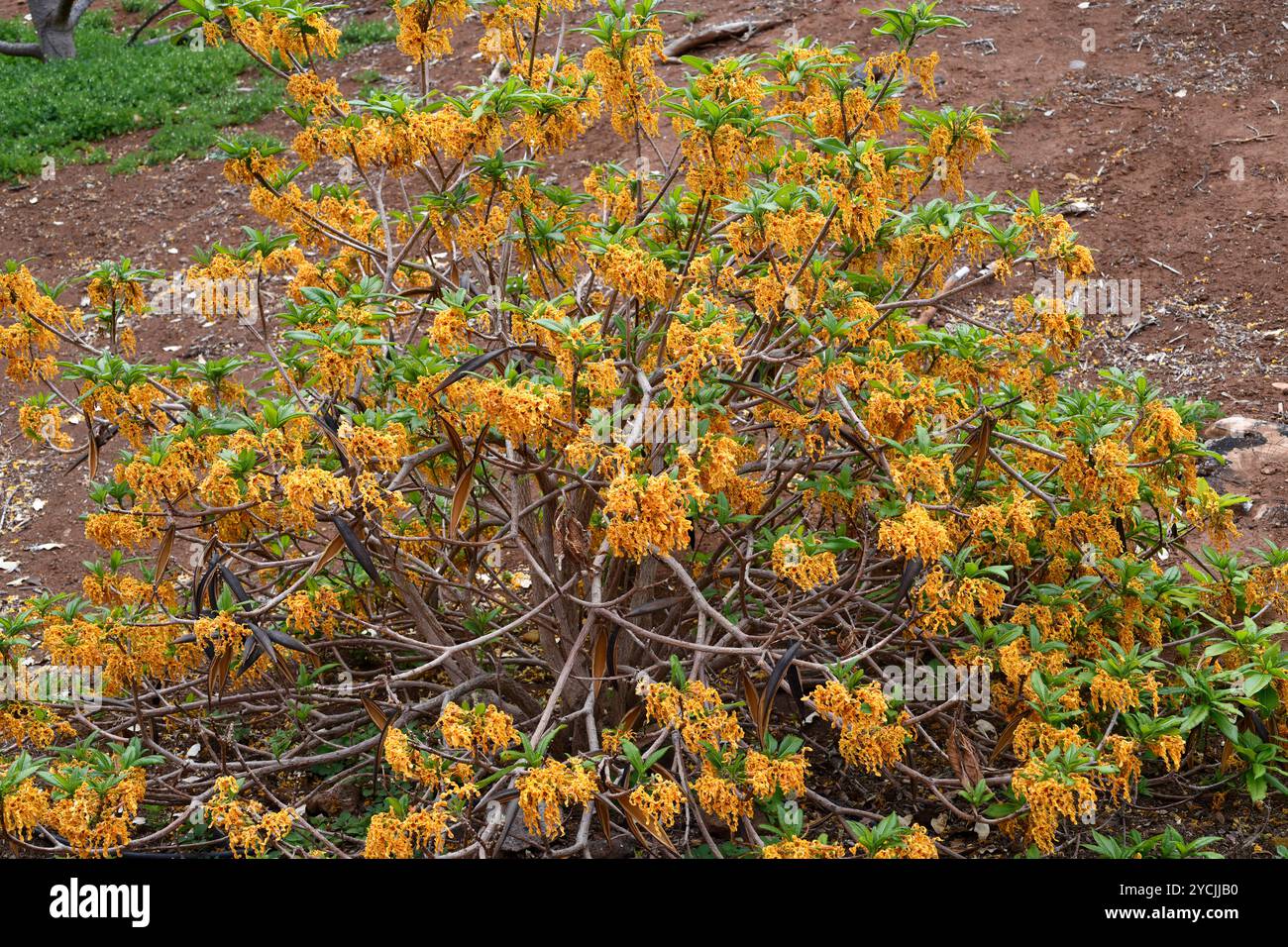 Wood shaving flower (Strophantus boivinii) is a Medicinal small tree ...