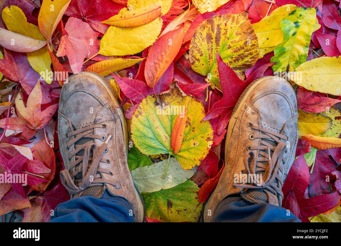 Top down view of shoes standing on a colorful variety of autumn leaves ...