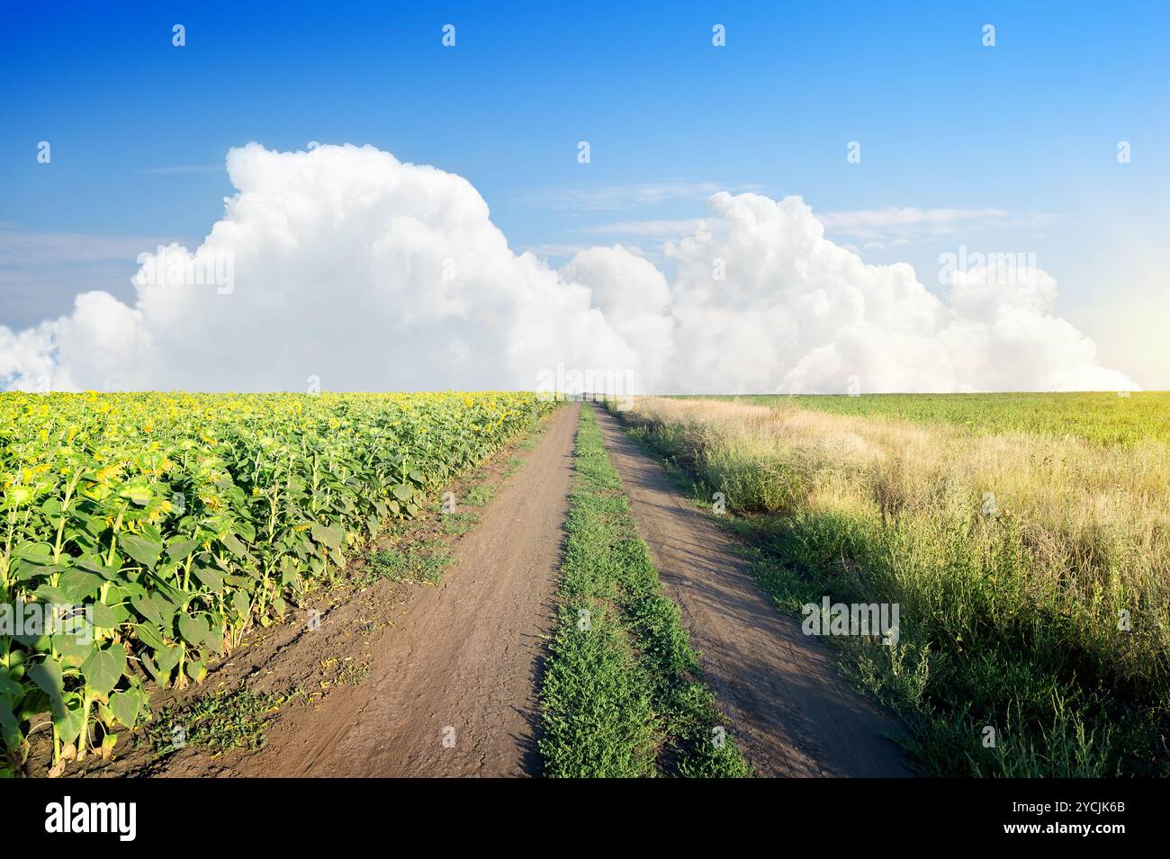 Sunflower field rural road hi-res stock photography and images - Alamy