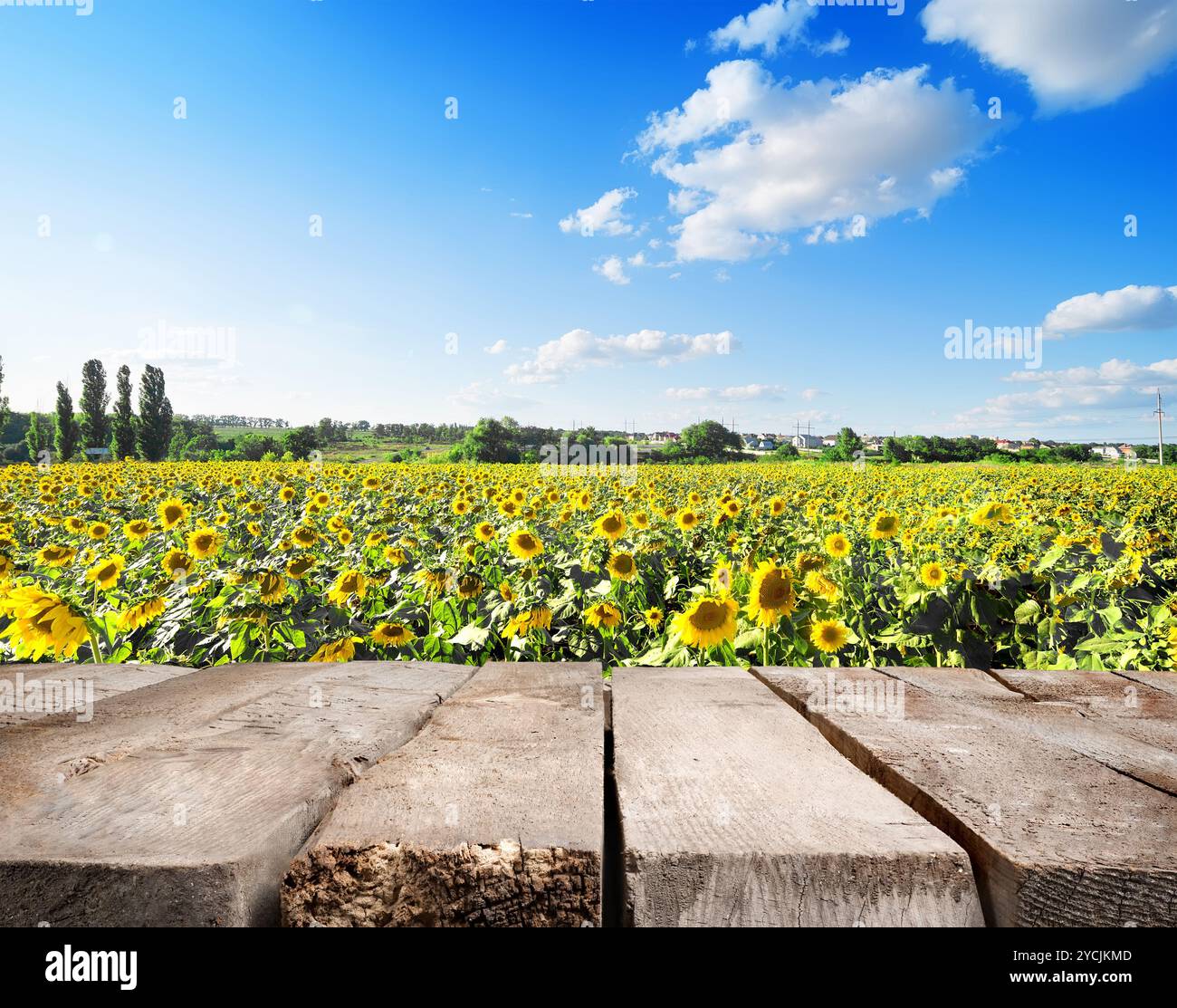Wooden table and field of sunflowers Stock Photo - Alamy