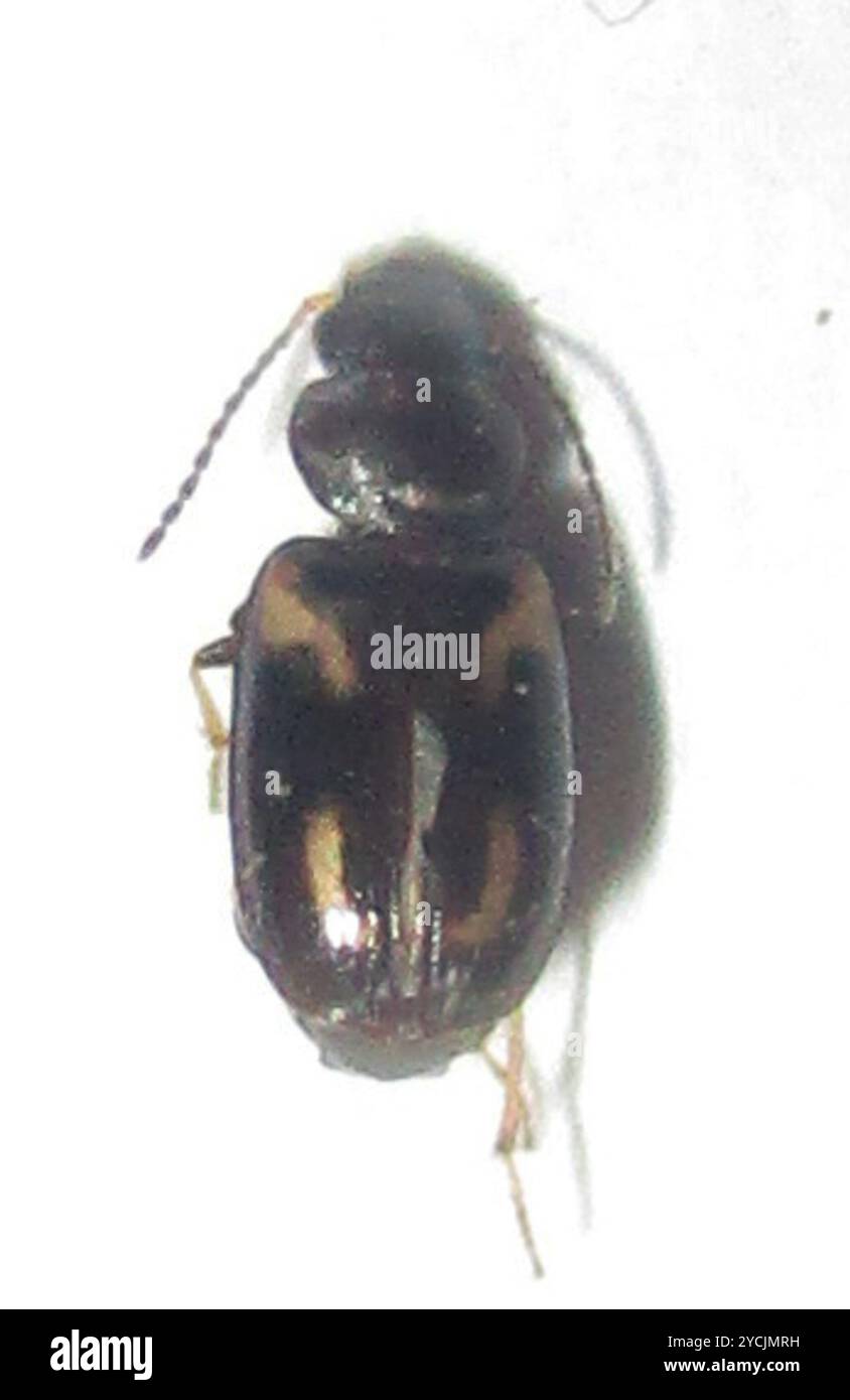 (Amblystomus orpheus) Insecta Stock Photo - Alamy