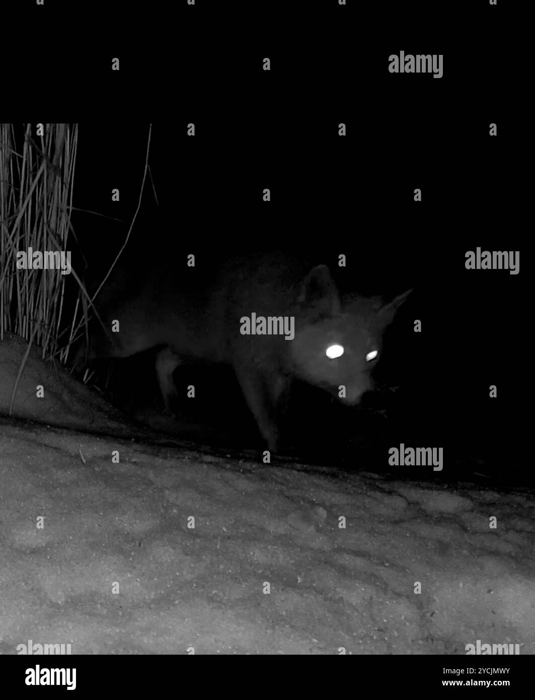 Iberian Red Fox (Vulpes vulpes silacea) Mammalia Stock Photo - Alamy