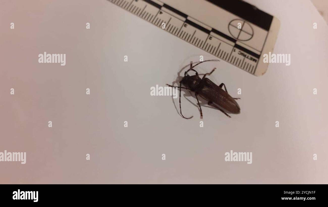 Burnt pine longhorn (Arhopalus ferus) Insecta Stock Photo - Alamy