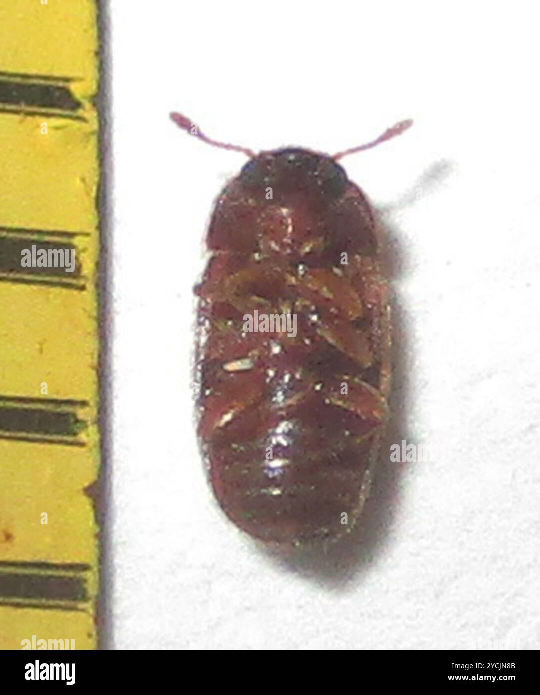 Beetles (Coleoptera) Insecta Stock Photo - Alamy