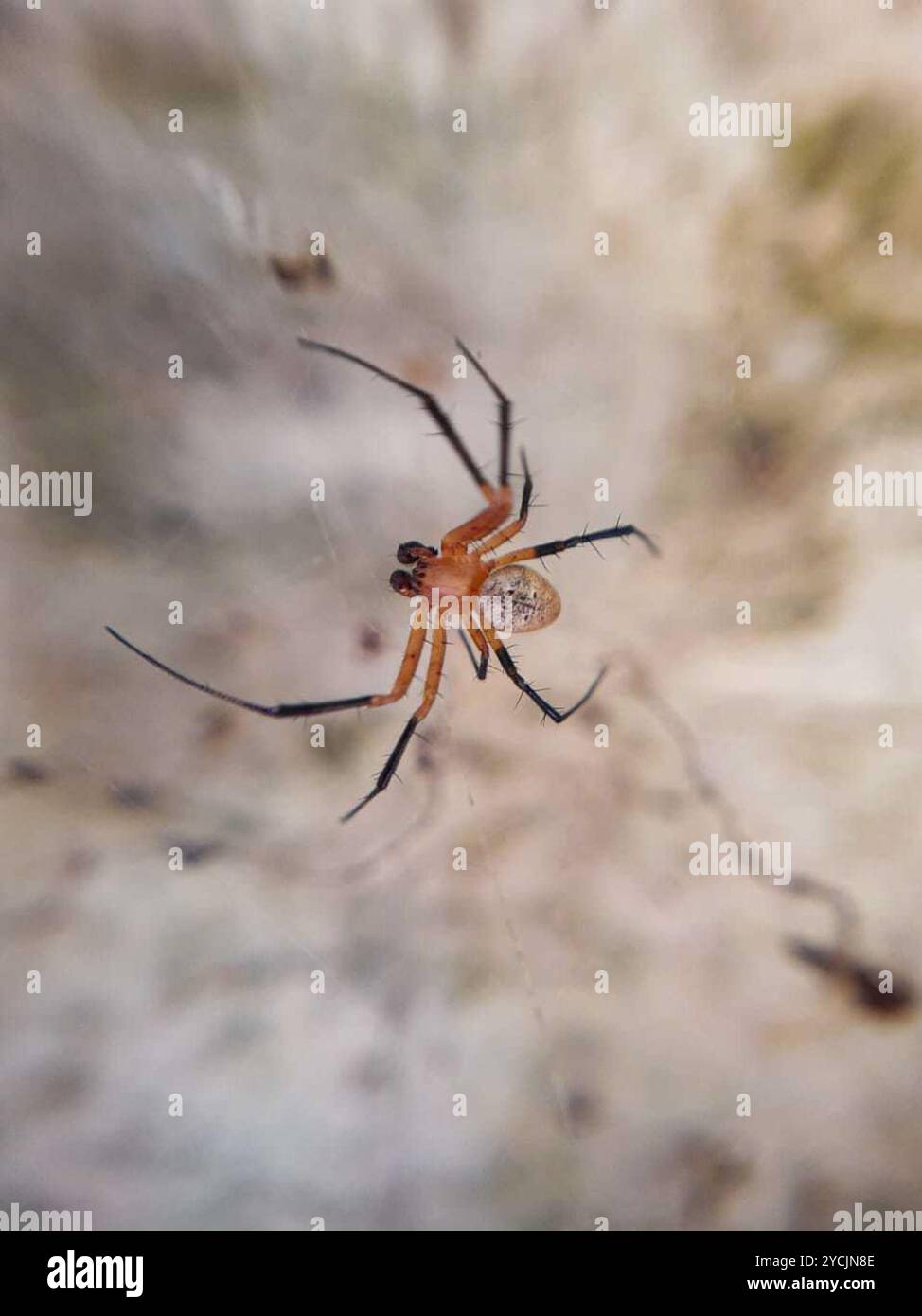 Nephilingis cruentata hi-res stock photography and images - Alamy