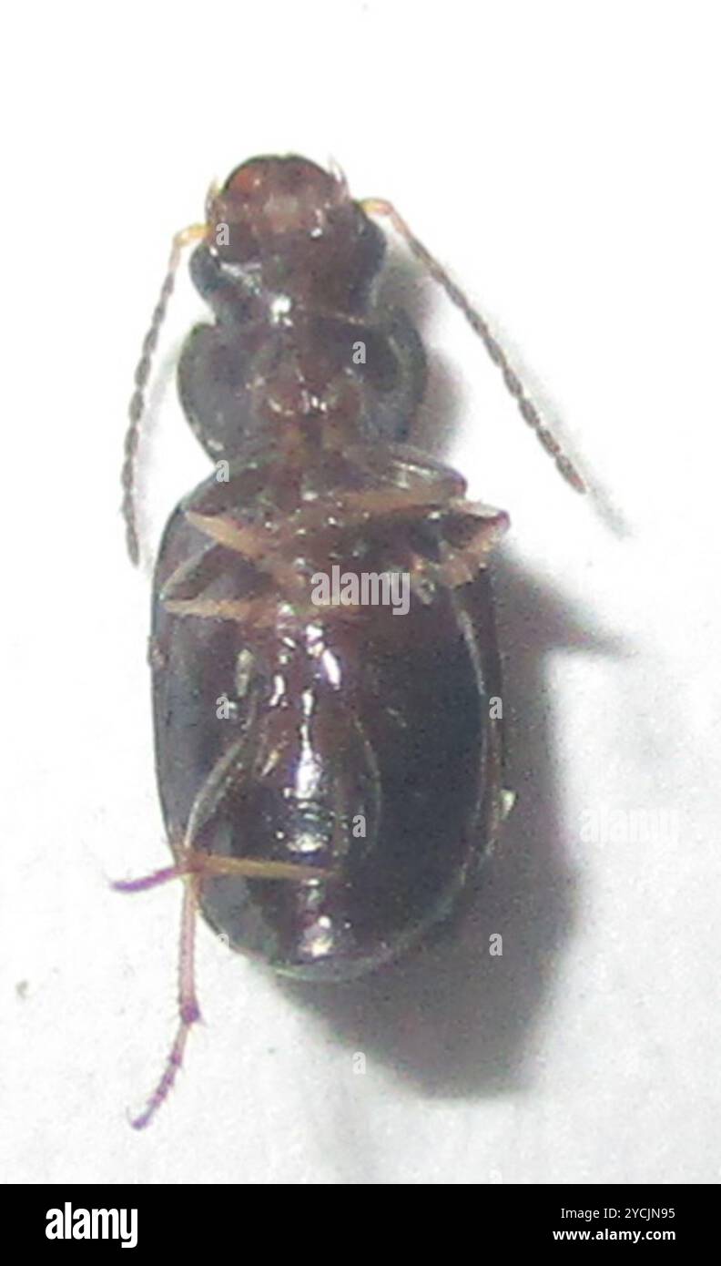 (Amblystomus orpheus) Insecta Stock Photo - Alamy