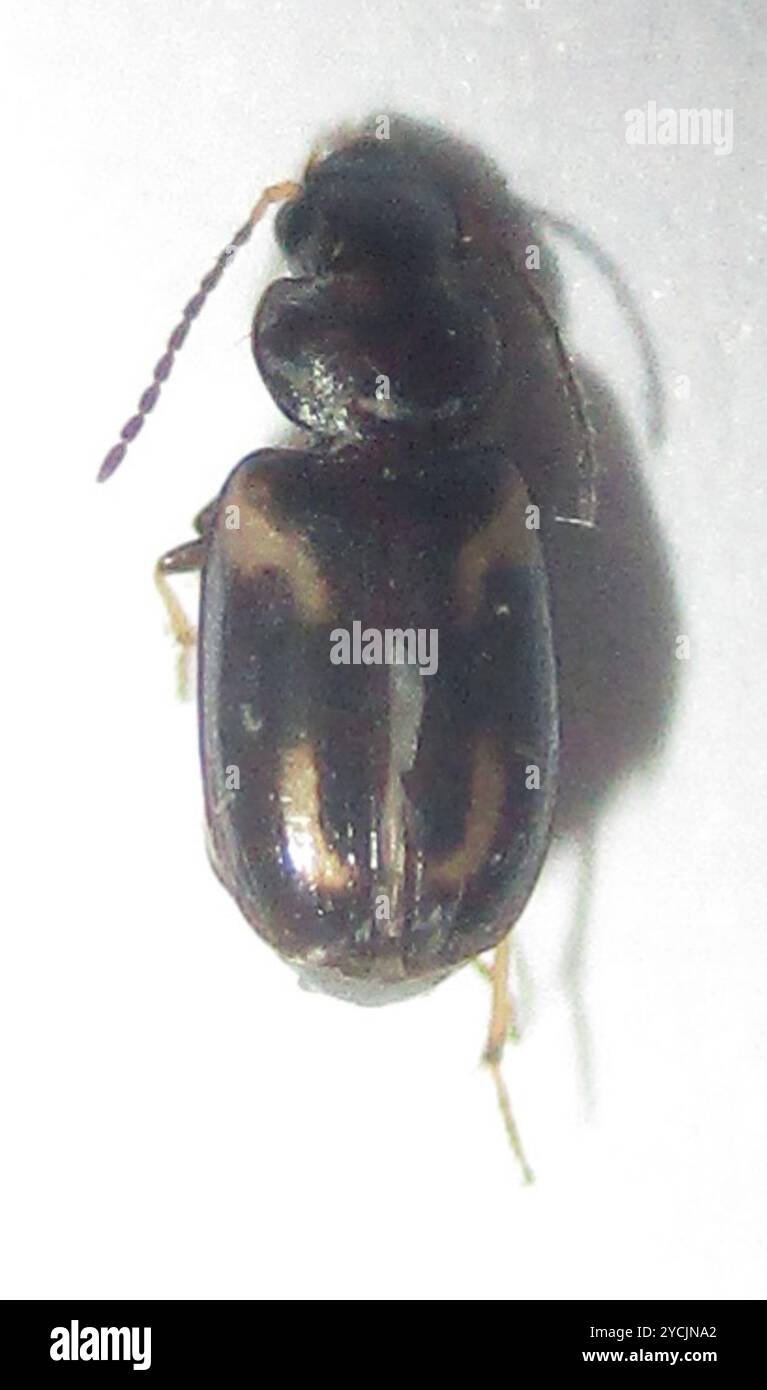 (Amblystomus orpheus) Insecta Stock Photo - Alamy