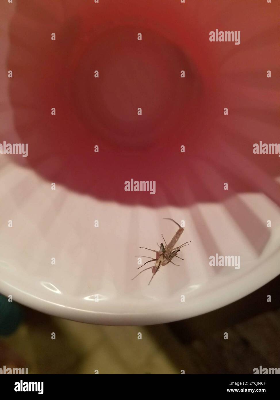 Small Winter Stoneflies (Capniidae) Insecta Stock Photo - Alamy