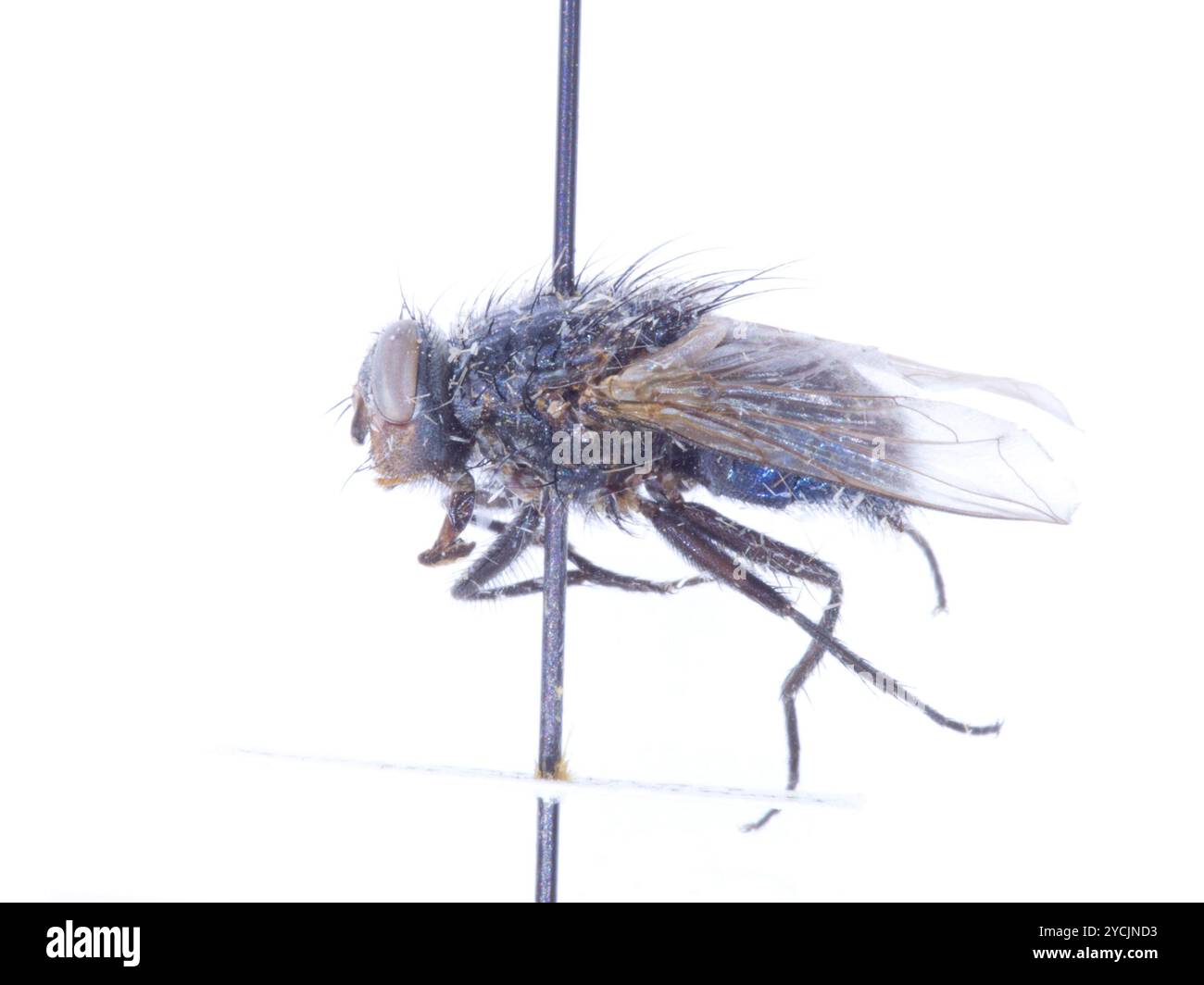 Coloradensis Cut Out Stock Images & Pictures - Alamy